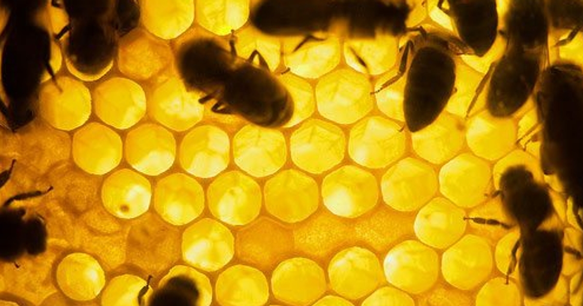 Cellphones may be killing bees, disrupting food supply - Toronto Life