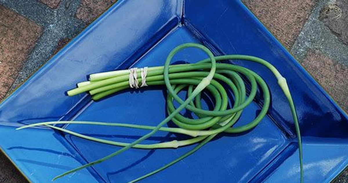 The great scapes: five ways that Toronto chefs are using garlic shoots ...