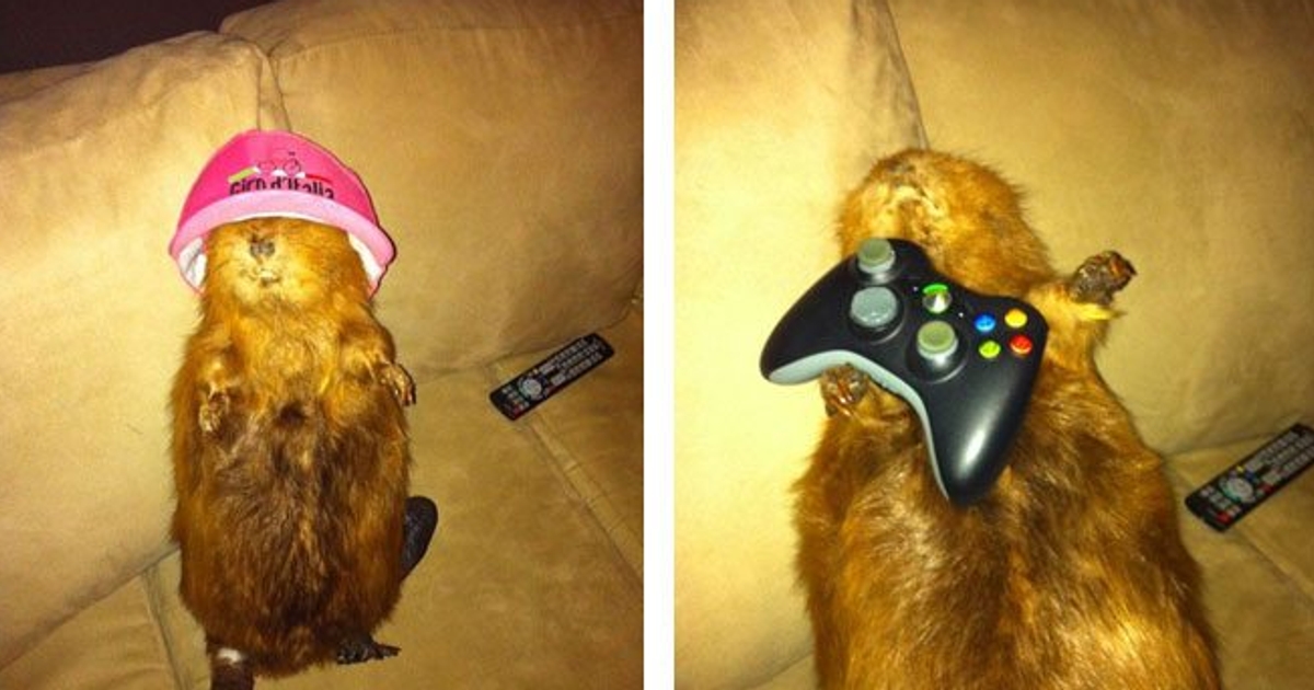 Beavernapped! Thieves abscond with the Queen and Beaver’s stuffed ...