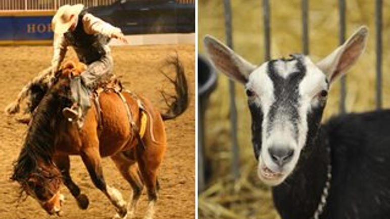 Royal Agricultural Winter Fair - Toronto Life