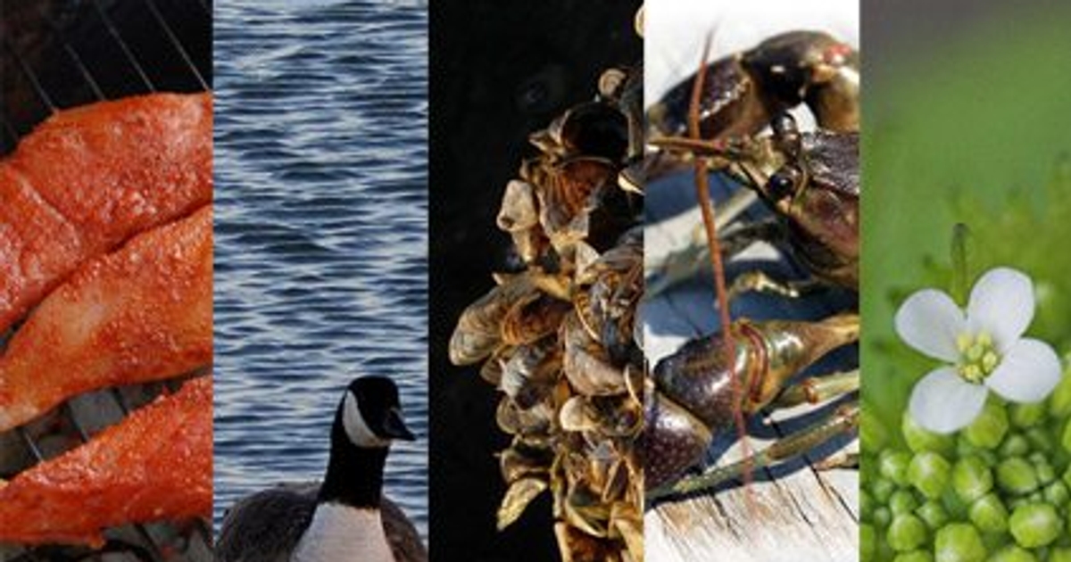 Invasivores rejoice: Five edible species from our own backyard ...