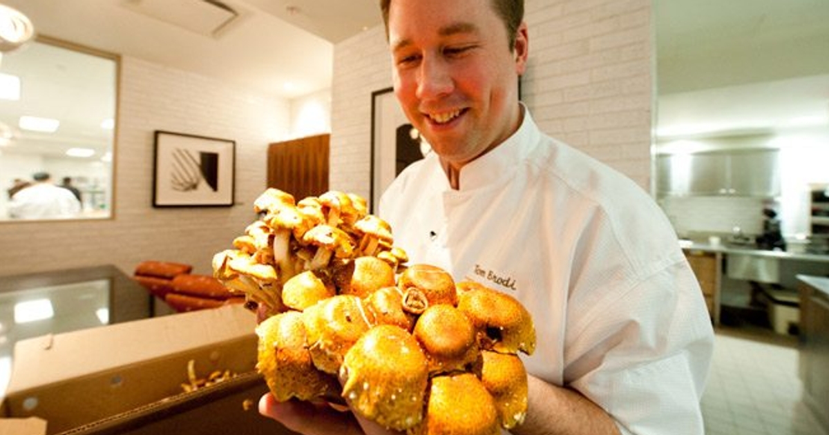 Tom Brodi leaves TOCA by Tom Brodi - Toronto Life