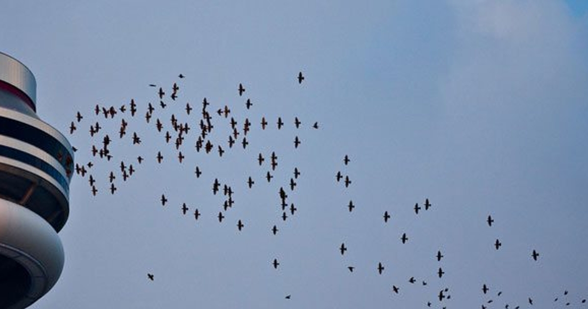 Yonge Street office buildings lure hundreds of birds to an early demise ...