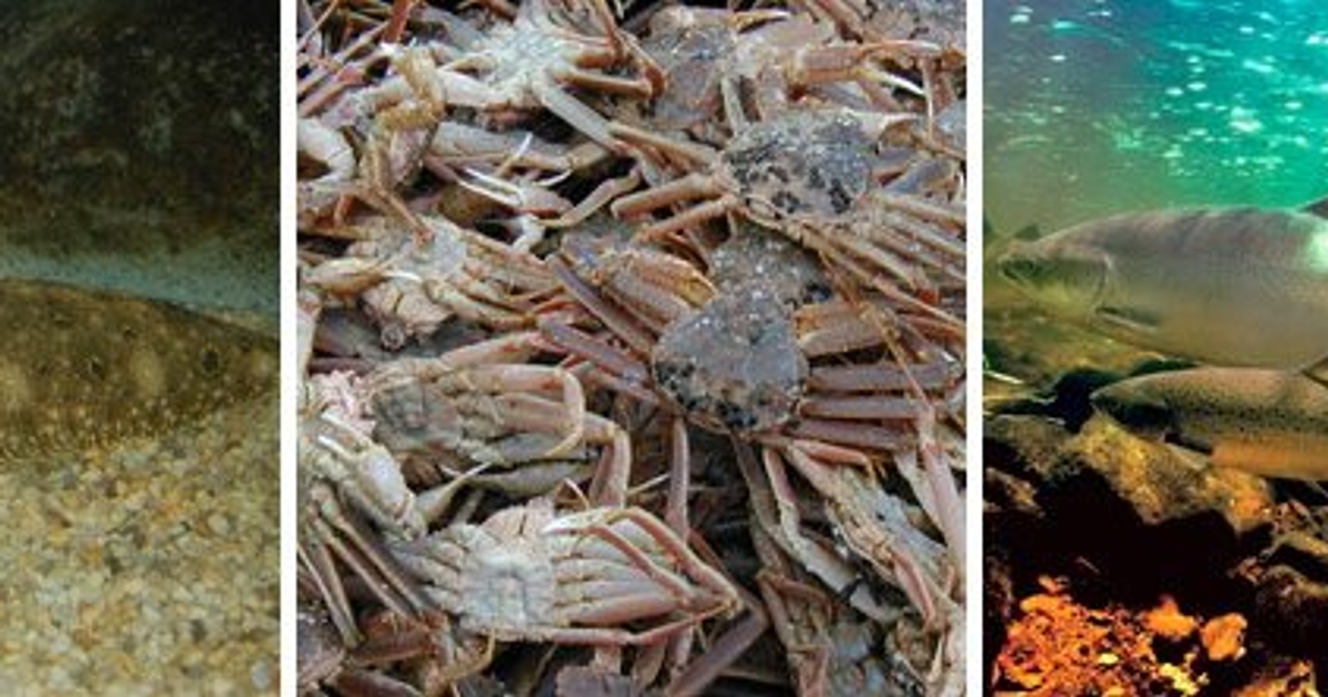 Turns out, some fish stocks are actually on the rebound - Toronto Life