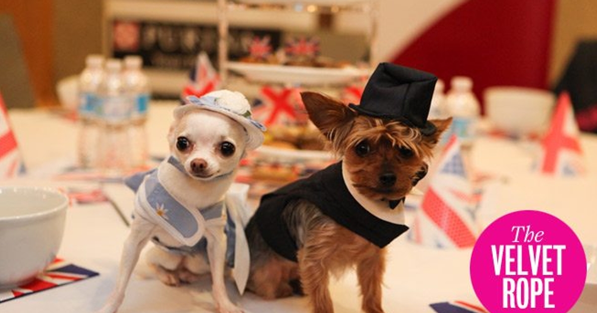 43 cuddly and cute pups from this weekend’s Doggy High Tea at the King ...