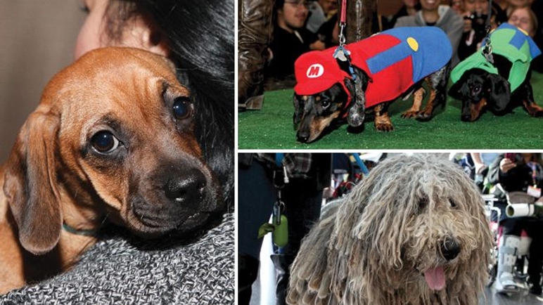 cute dogs - Toronto Life