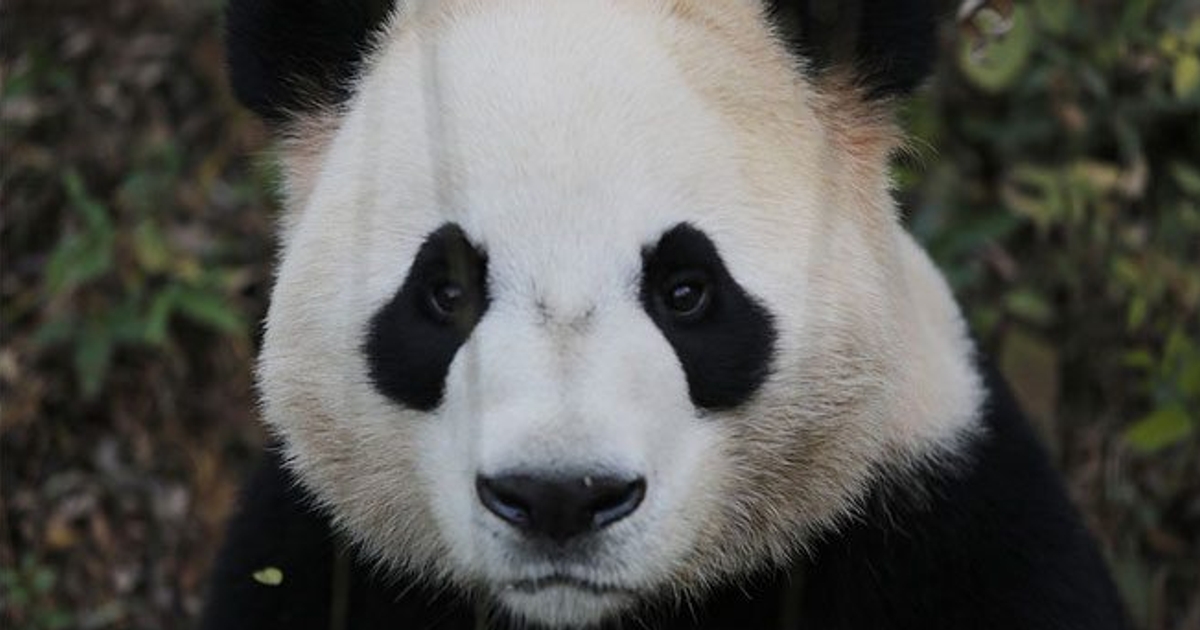 Introducing: the Toronto Zoo’s new panda couple - Toronto Life