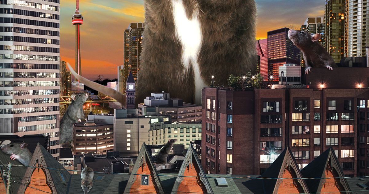 RAT APOCALYPSE! Toronto's new home invaders are growing in shocking ...