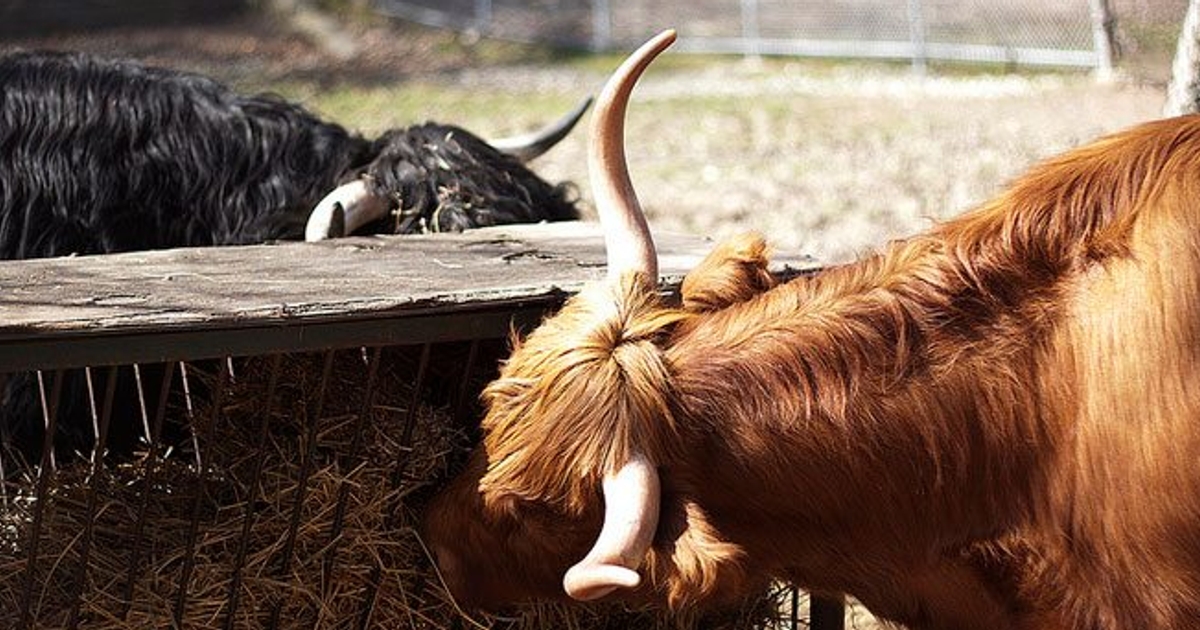 City Hall saves High Park’s yaks from the poorhouse - Toronto Life