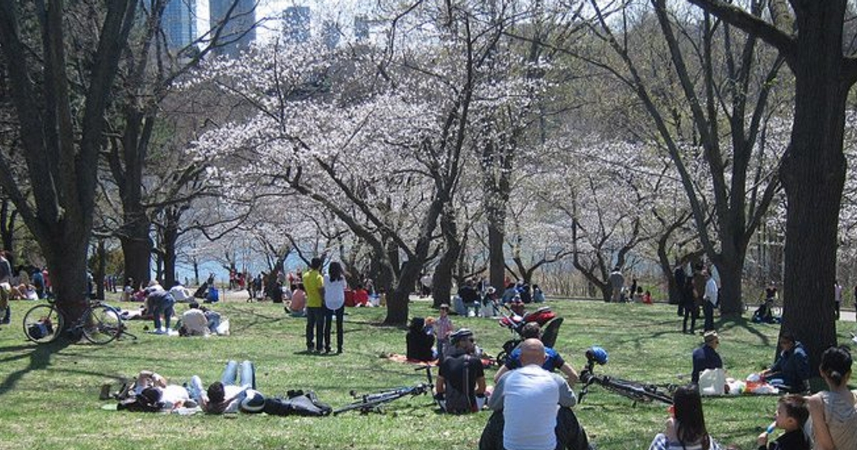 Go see High Park's cherry blossoms while you still can - Toronto Life