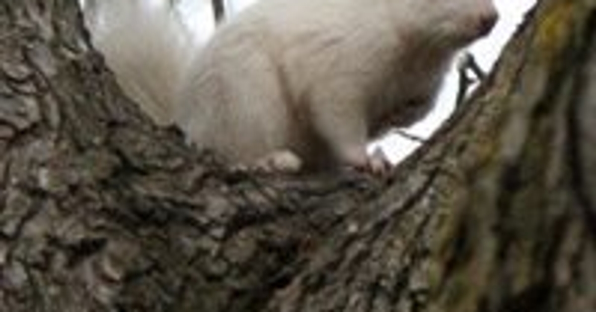 One of Trinity Bellwoods's white squirrels has been found dead ...