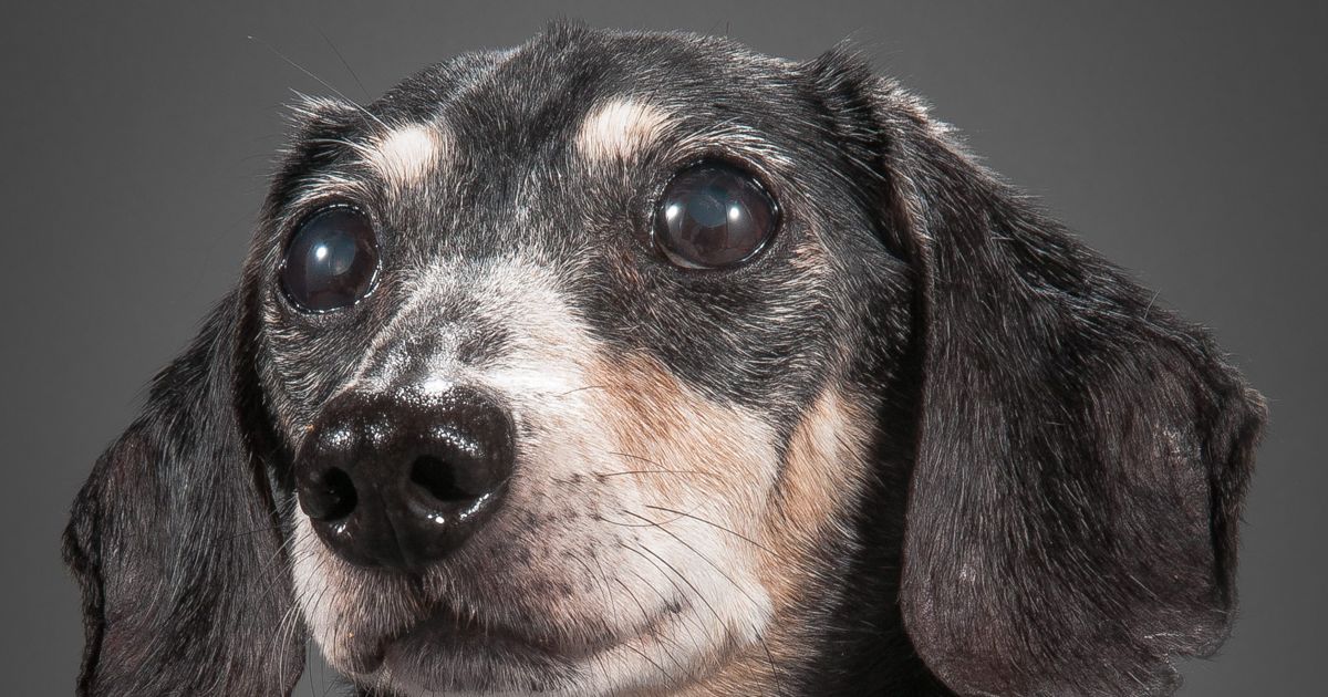Twelve adorable senior dog portraits from Toronto photographer Pete ...