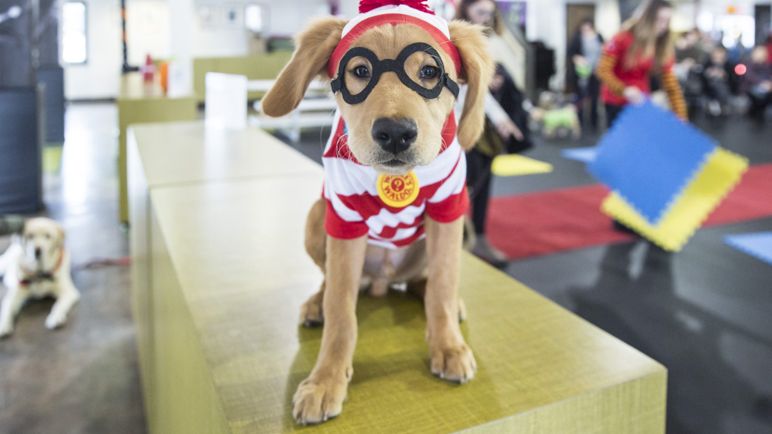 The 14 top dogs of TIFF - Toronto Life