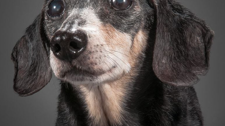 The 14 top dogs of TIFF - Toronto Life