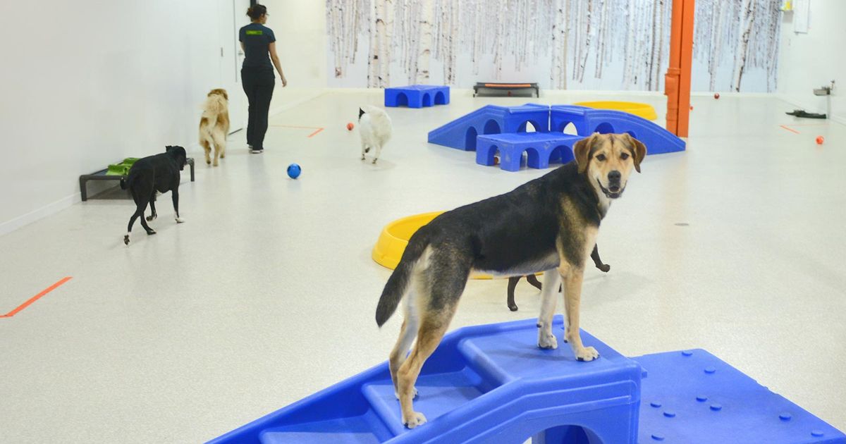 Inside Park9, Toronto's stylish indoor resort for pets - Toronto Life