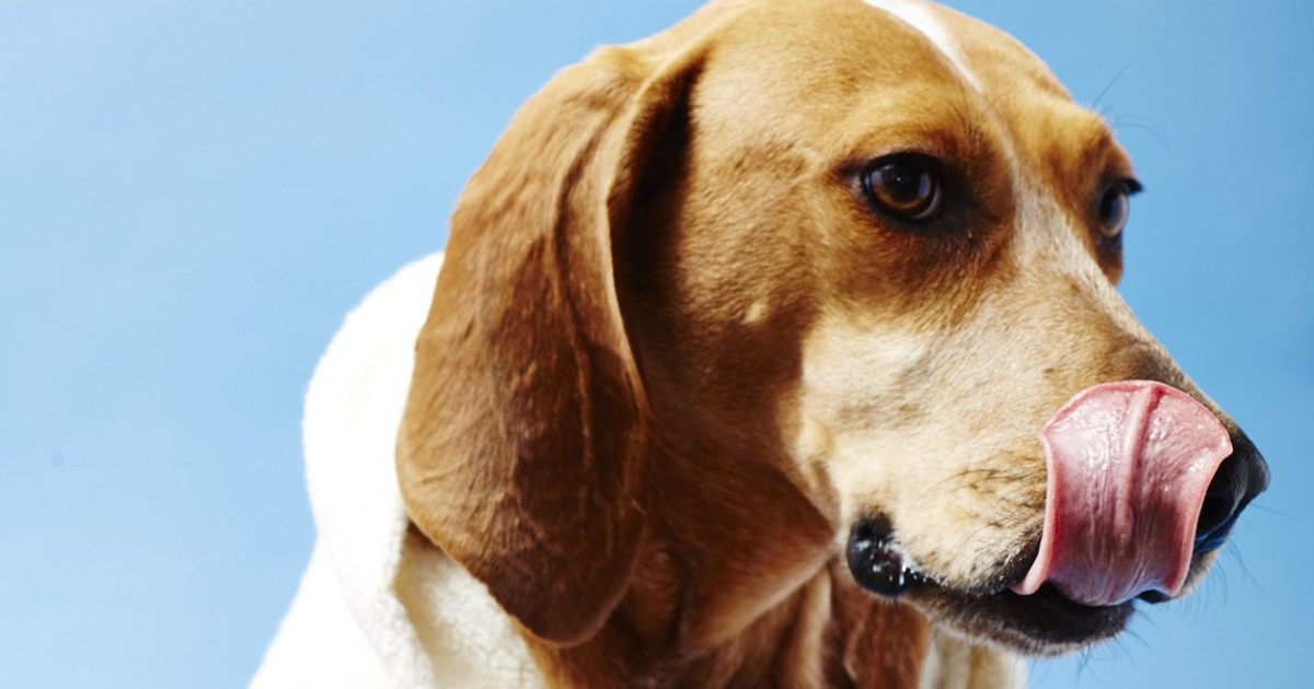 Four wellness treatments for spoiling your pet rotten - Toronto Life