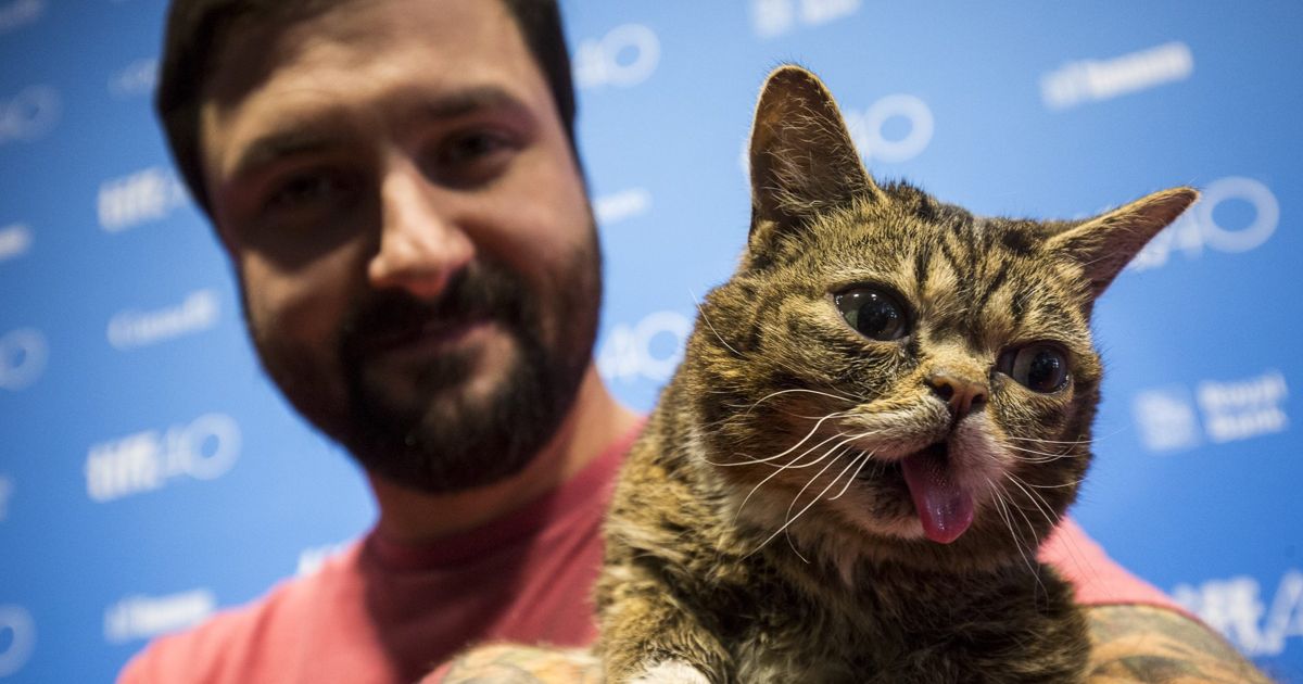 Why people paid $100 to meet Lil Bub, the famous internet cat - Toronto ...