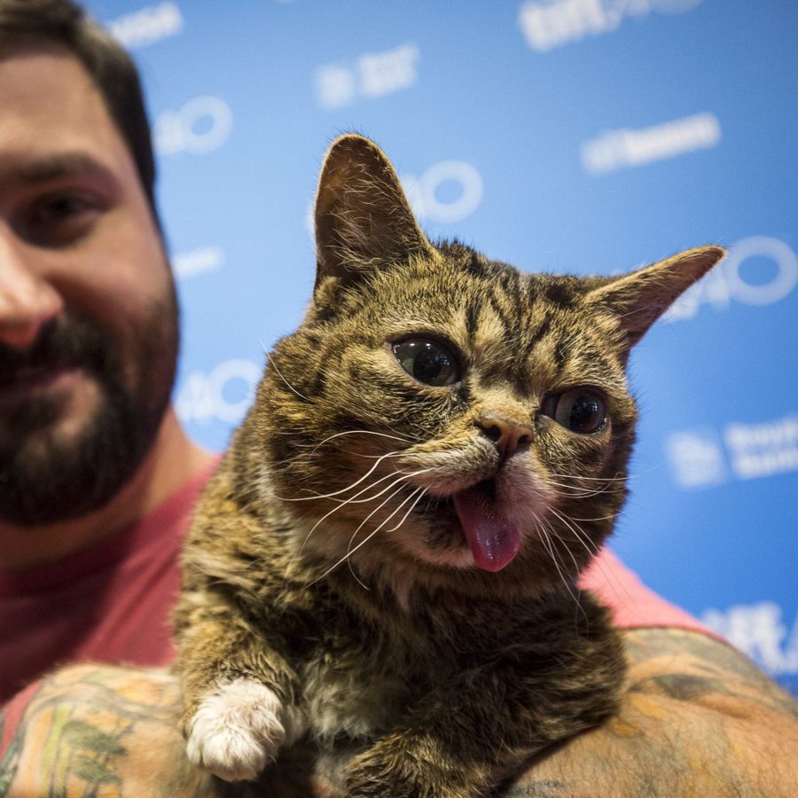 Lil Bub Lil BUB's Big SHOW Episode 3: STEVE ALBINI