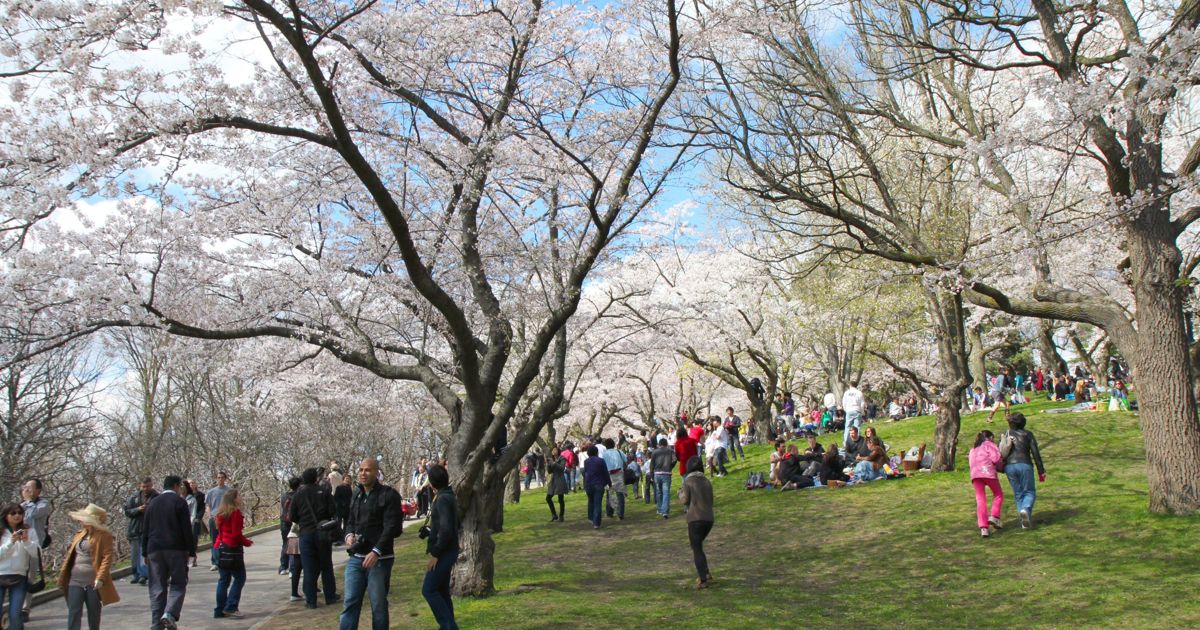 High Park's cherry trees may not blossom this year - Toronto Life