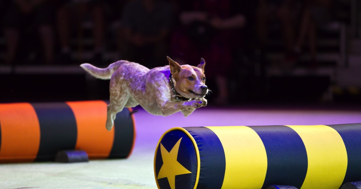 SuperDogs, Elvis Stojko's icy extravaganza and six other must-see shows ...