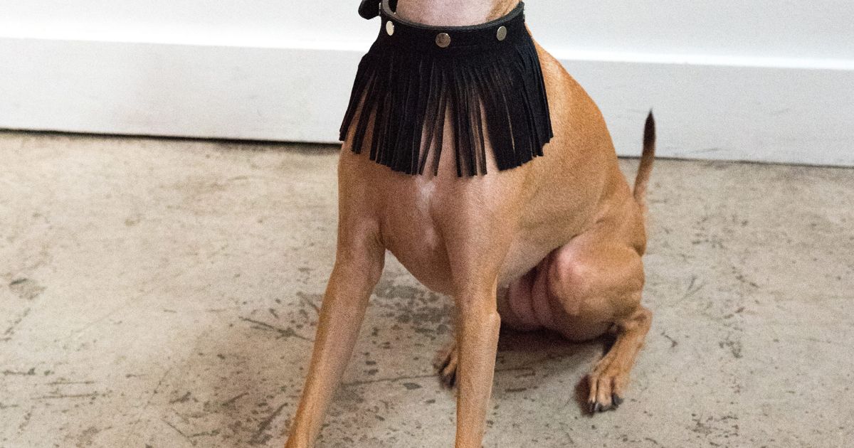 What Toronto's first dog-friendly dinner club looked like - Toronto Life