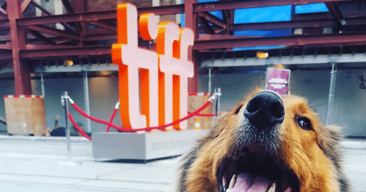 The 14 top dogs of TIFF - Toronto Life