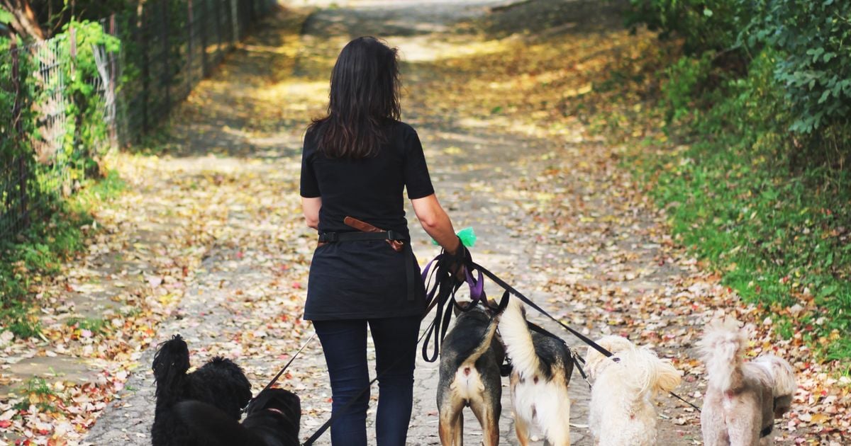 Six Toronto dog walkers tell us what it's like to hang out with other ...