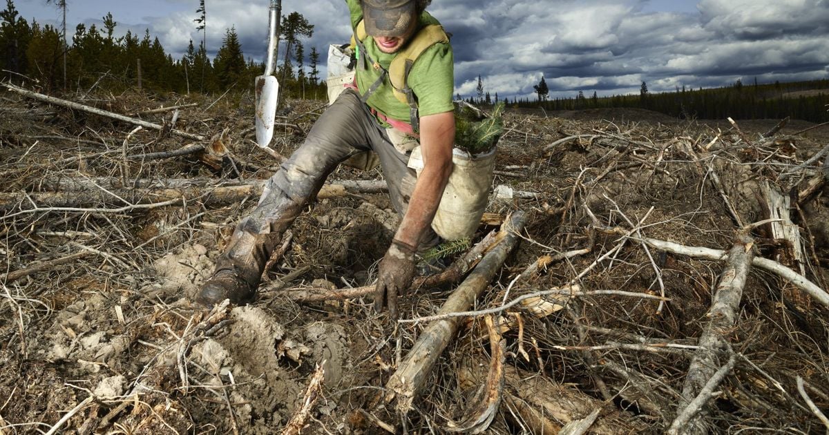 Seven amazing portraits of tree planters working in B.C.'s remote ...