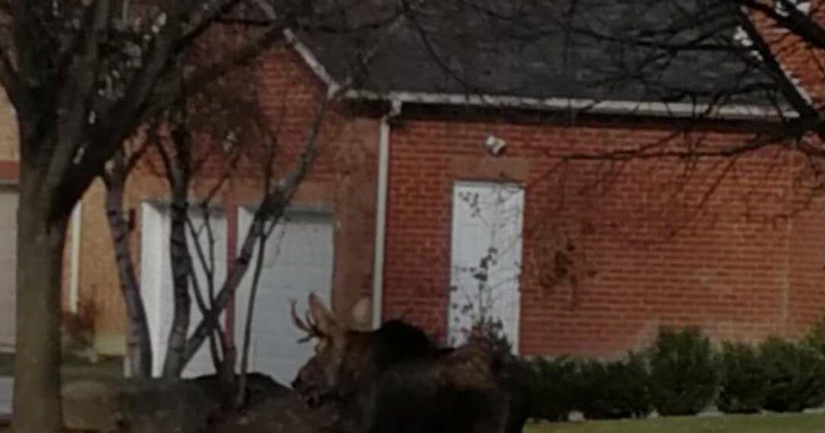 What people are saying about Markham's rogue moose - Toronto Life