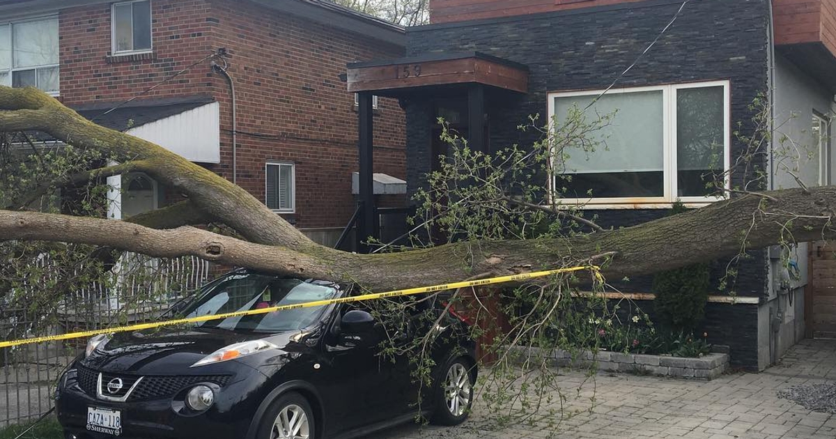 A tour of the destruction after Friday's massive windstorm - Toronto Life