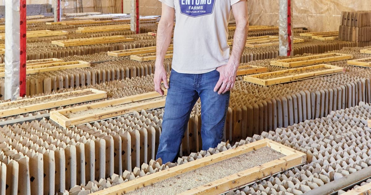 Salted crickets are the new salted peanuts - Toronto Life