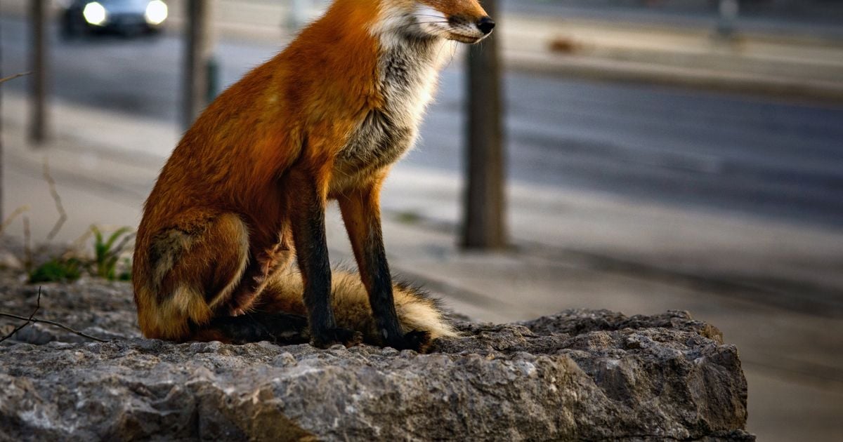 A family of foxes is hanging out around CityPlace - Toronto Life