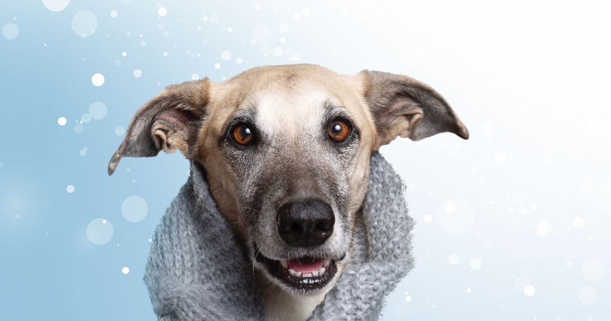 The winter hater's guide to loving winter - Toronto Life