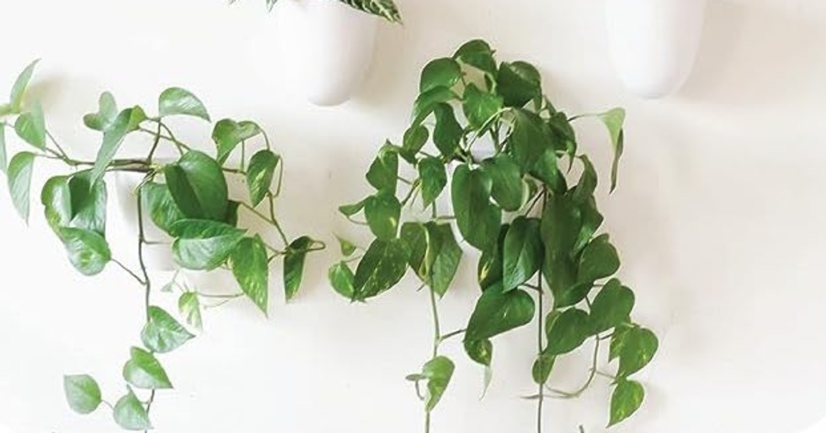 Eighteen functional, versatile planters for your indoor garden ...