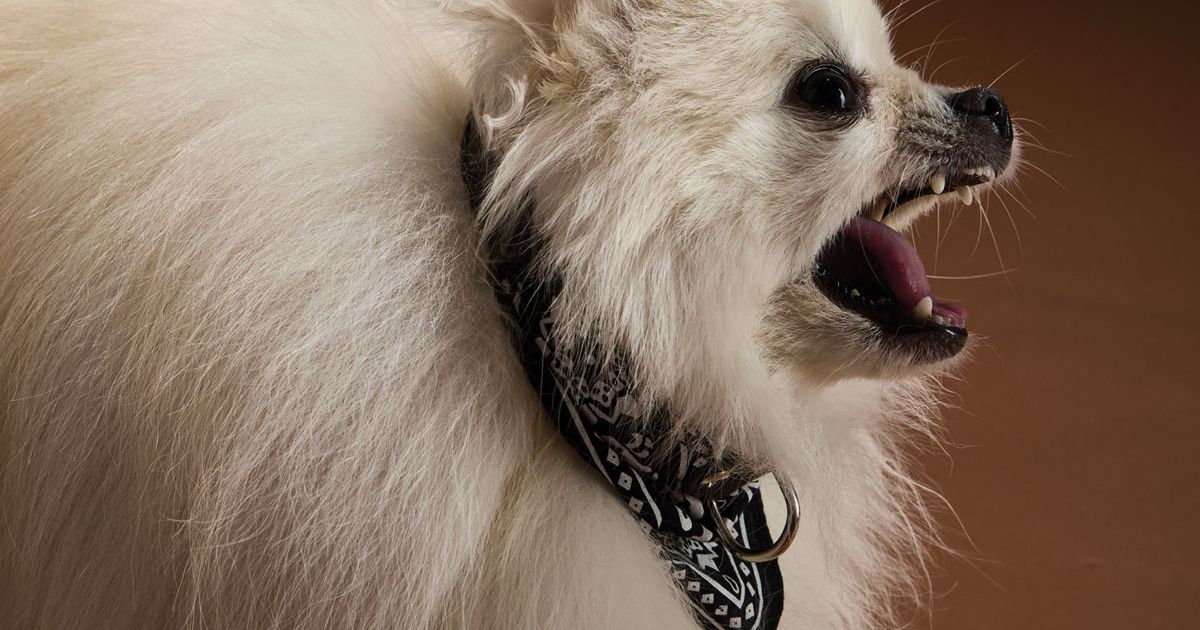 Inside Toronto’s explosion of bad dogs and worse owners - Toronto Life