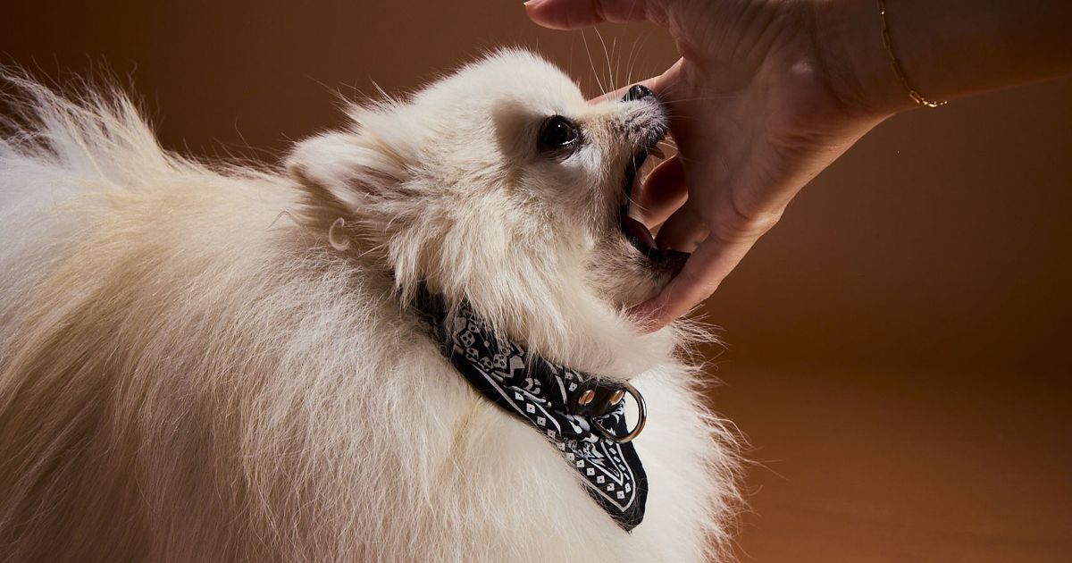 Editor’s Letter: The city’s intractable dog problem - Toronto Life