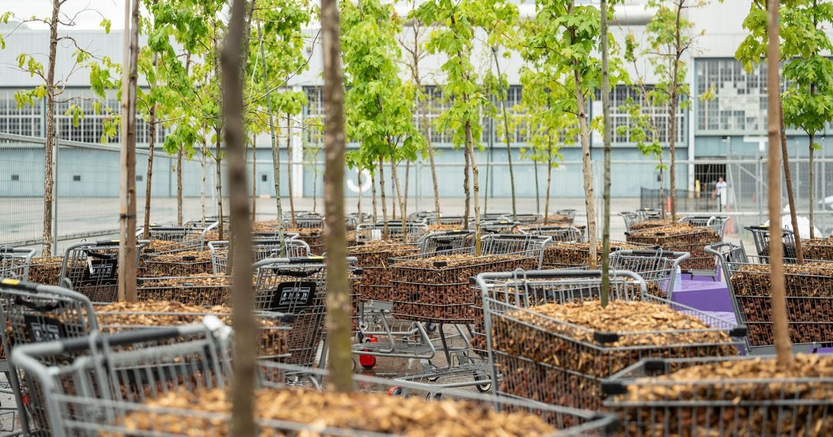 A forest of 50 trees in shopping carts is roving around Toronto’s ...