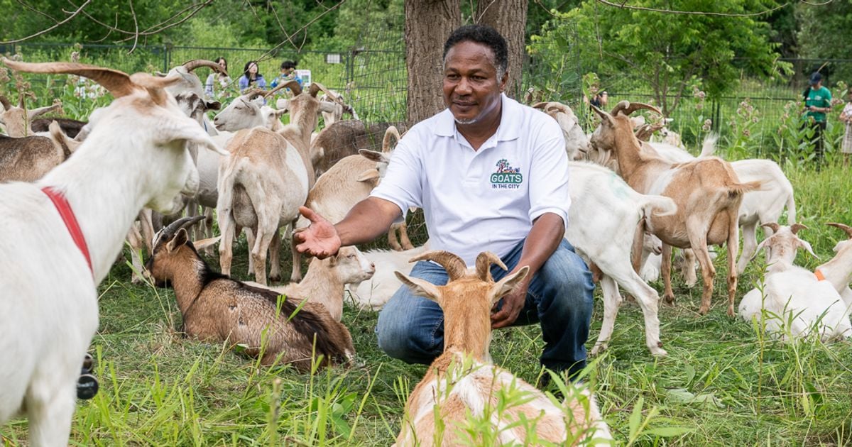 "I traded my lucrative career as a mortgage broker to shepherd goats ...