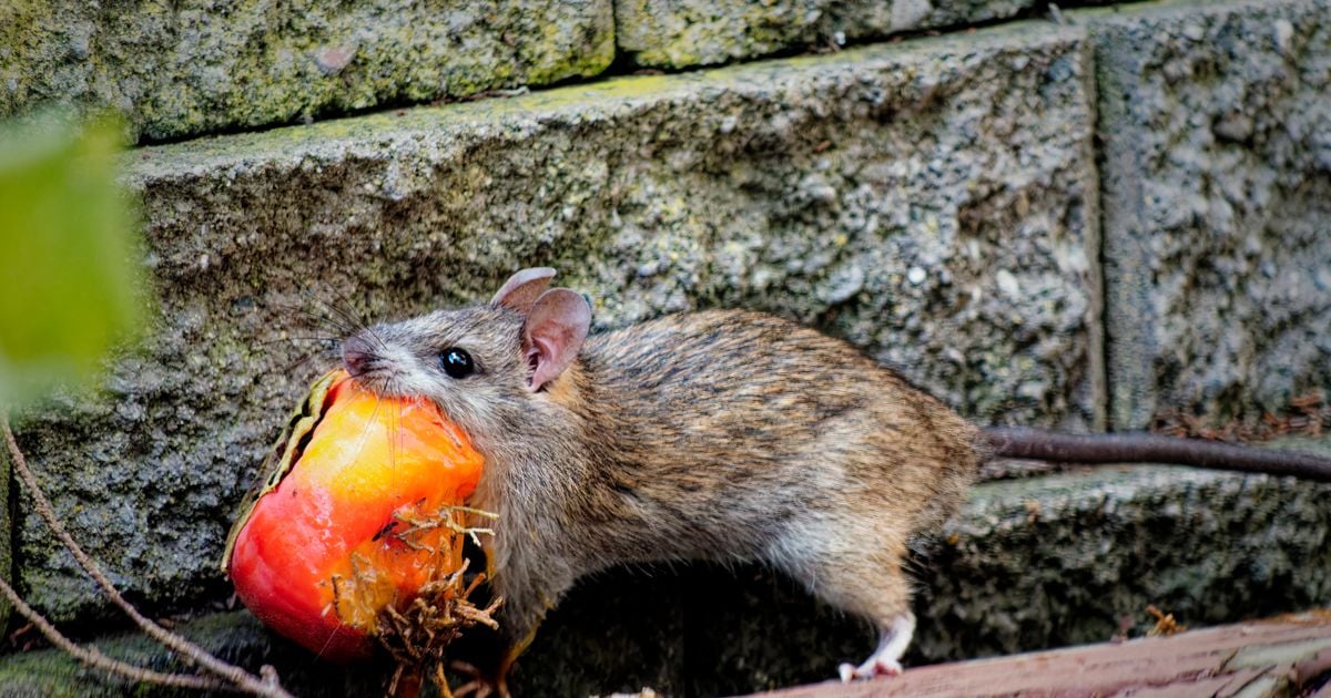 The city may spend $350,000 a year on rat czars - Toronto Life