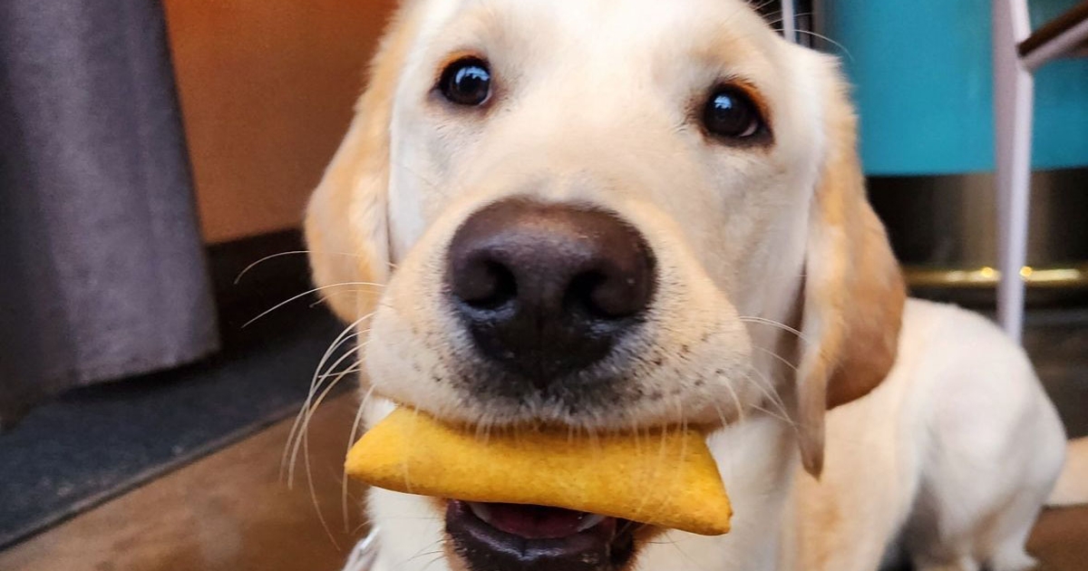 This Toronto restaurant is making Jamaican patties for pooches ...
