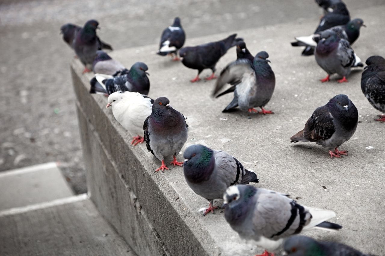 Toronto is fighting the pigeons—and losing - Toronto Life