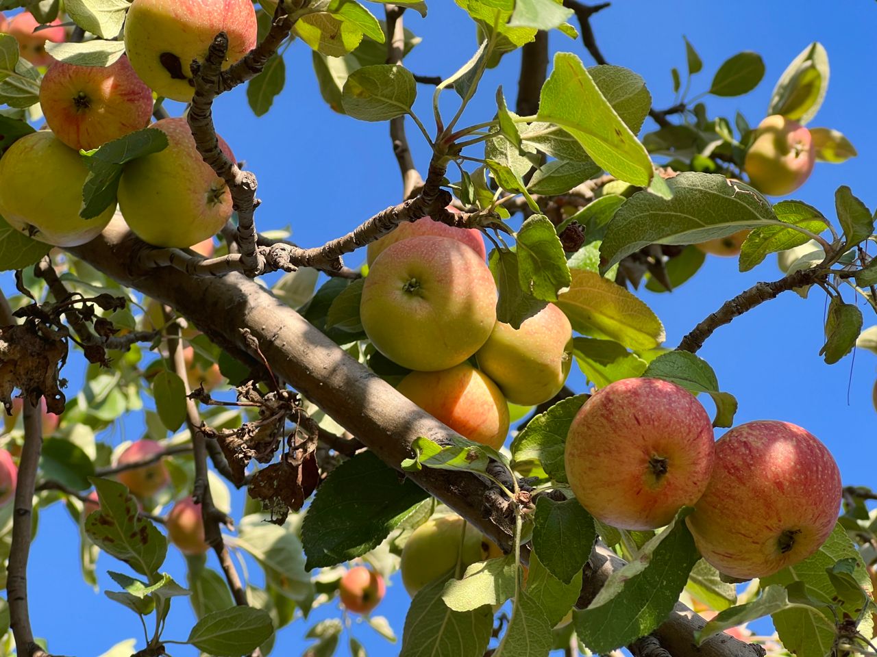 People are stealing a lot of apples this season - Toronto Life