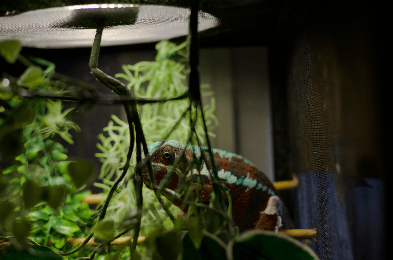 Kensington Market is getting an exotic reptile café - Toronto Life