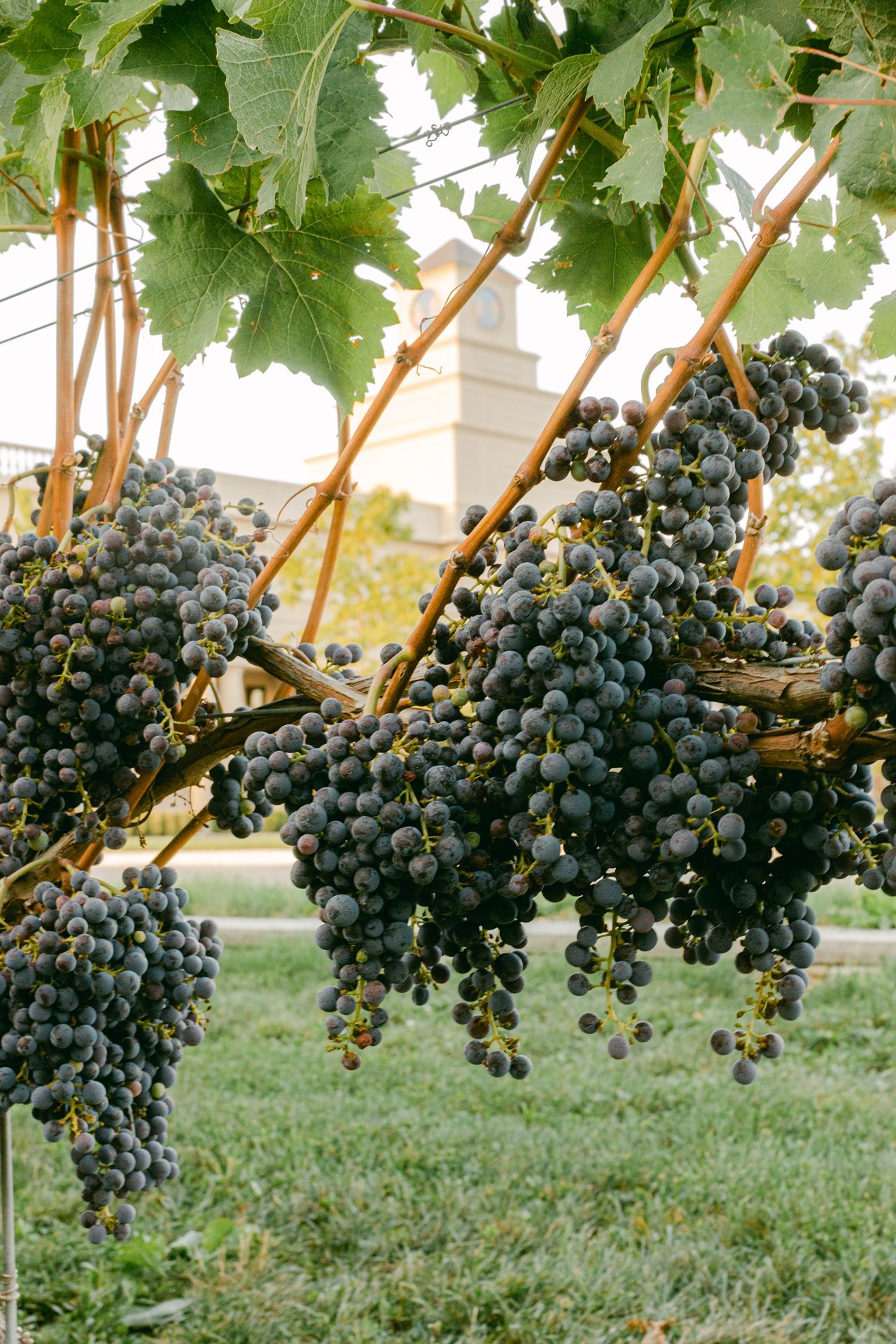 Inside the newly opened Stone Eagle Winery in Niagara-on-the-Lake ...