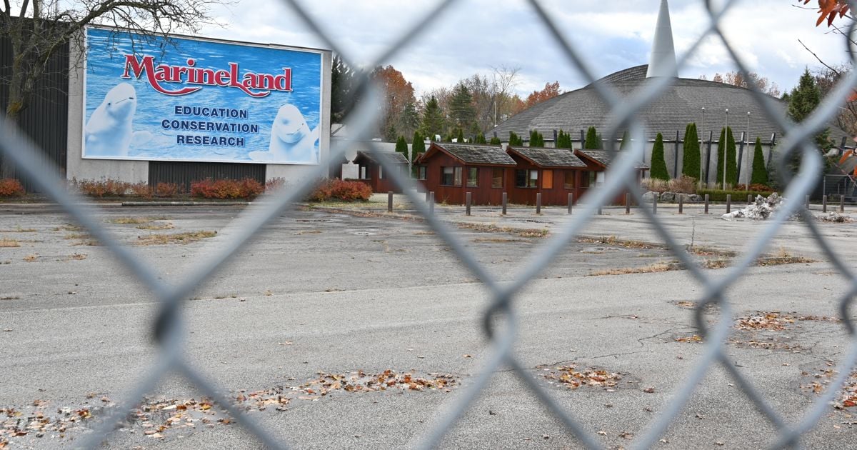 Marineland wants to send its remaining dolphins and whales to the US ...