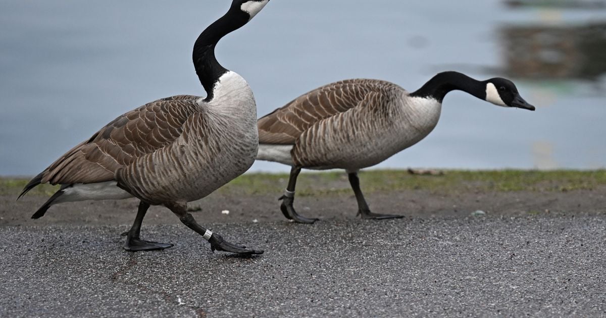 Dead geese were found in Whitby, and wildlife experts believe avian flu ...